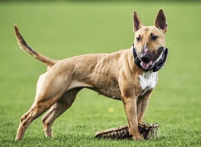 Top 15 Muscular Dog Breeds - HubPages