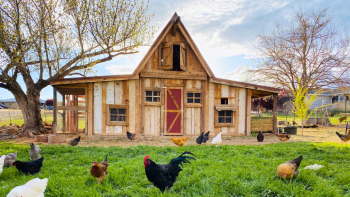 100+ Chicken Coop Name Ideas: Cute, Funny, and More - HubPages