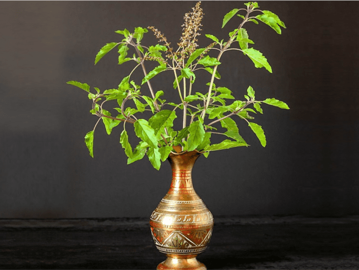 15 Best Snake Repellent Plants - HubPages