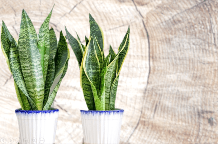 15 Best Snake Repellent Plants - HubPages