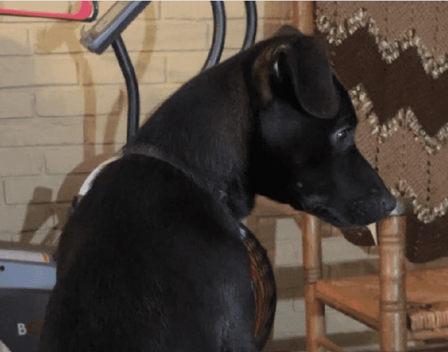 Help, My Dog Barks at Everything! - HubPages