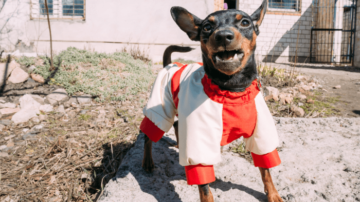 Help, My Dog Barks at Everything! - HubPages