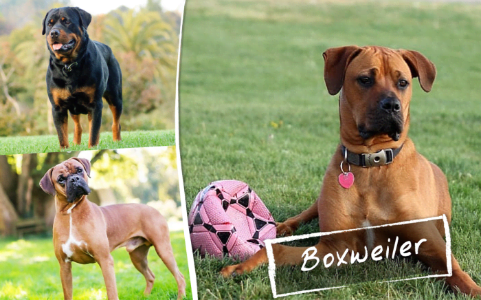 15 Most Popular Rottweiler Mix Dogs - HubPages