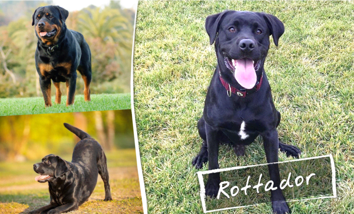 15 Most Popular Rottweiler Mix Dogs - HubPages