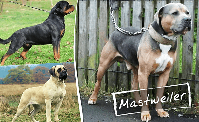 15 Most Popular Rottweiler Mix Dogs - HubPages