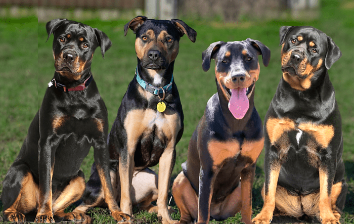 15 Most Popular Rottweiler Mix Dogs - HubPages