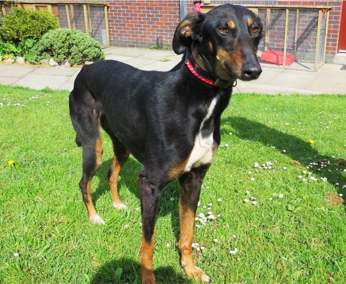 15 Most Popular Rottweiler Mix Dogs - HubPages