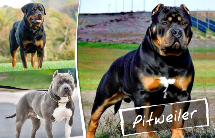 15 Most Popular Rottweiler Mix Dogs - HubPages