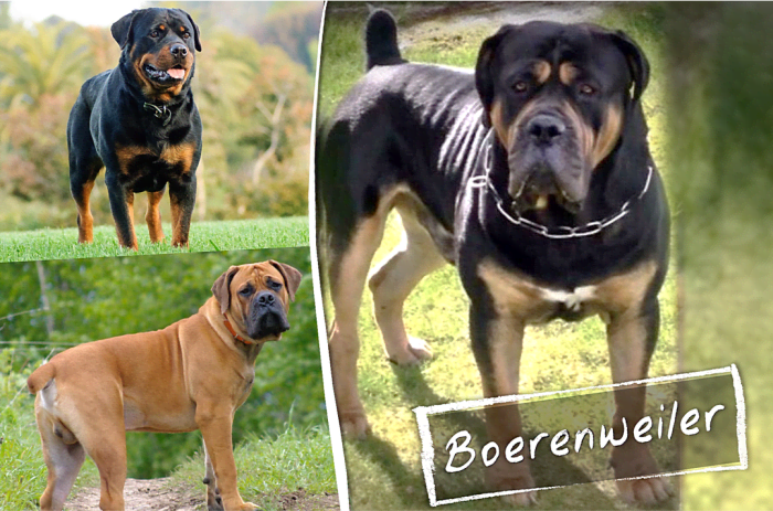 15 Most Popular Rottweiler Mix Dogs - HubPages