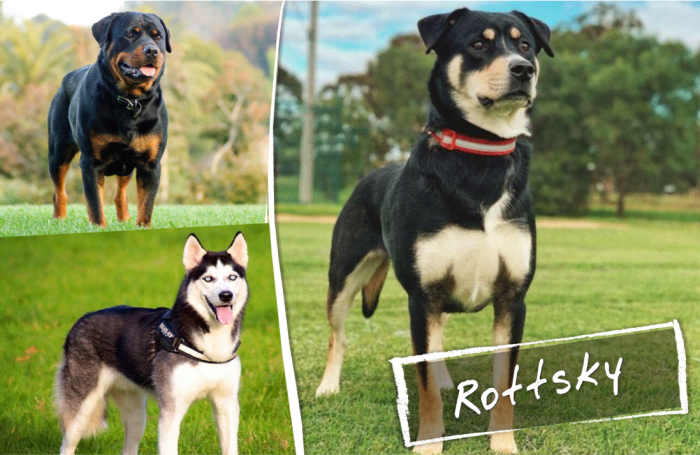 15 Most Popular Rottweiler Mix Dogs - HubPages