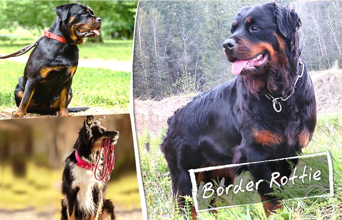 15 Most Popular Rottweiler Mix Dogs - HubPages