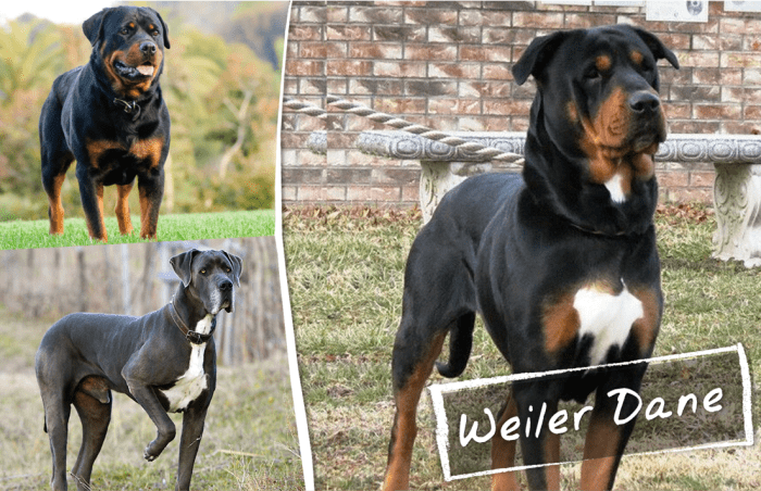 15 Most Popular Rottweiler Mix Dogs - HubPages