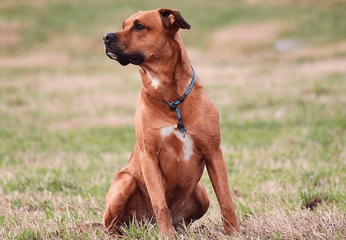 15 Most Popular Rottweiler Mix Dogs - HubPages