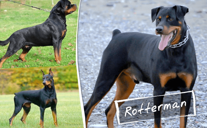 15 Most Popular Rottweiler Mix Dogs - HubPages