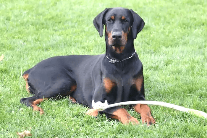 15 Most Popular Rottweiler Mix Dogs - HubPages