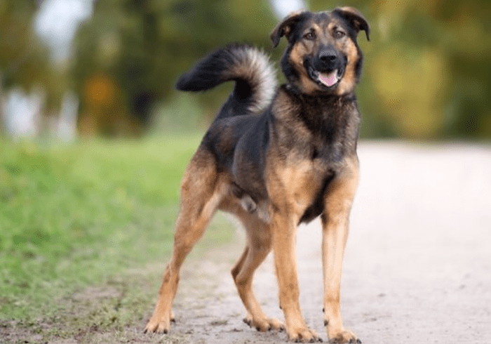 15 Most Popular Rottweiler Mix Dogs - HubPages