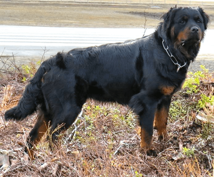 15 Most Popular Rottweiler Mix Dogs - HubPages