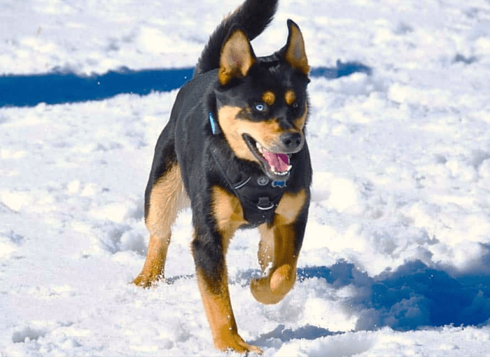 15 Most Popular Rottweiler Mix Dogs - HubPages