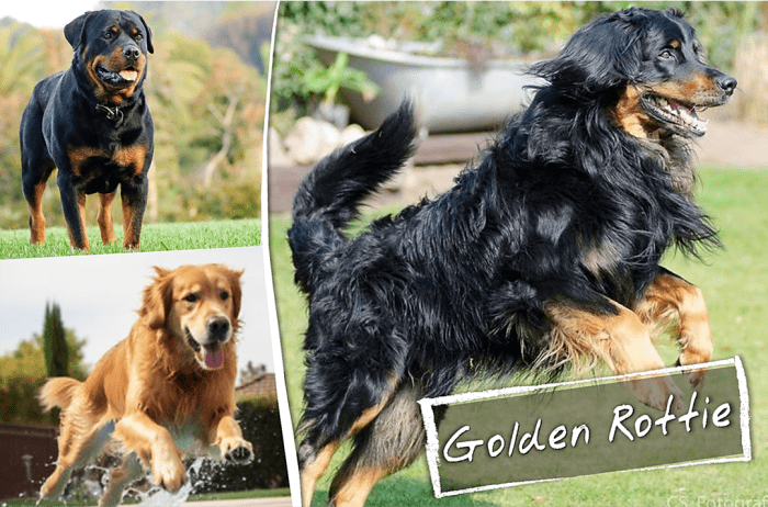 15 Most Popular Rottweiler Mix Dogs - HubPages