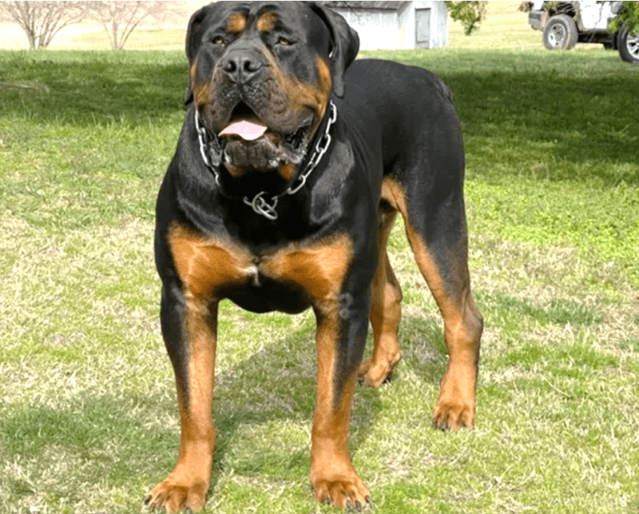15 Most Popular Rottweiler Mix Dogs - HubPages