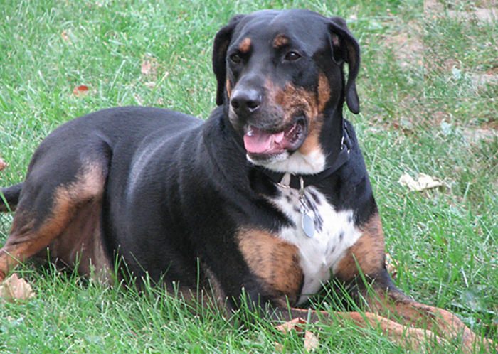 15 Most Popular Rottweiler Mix Dogs - HubPages
