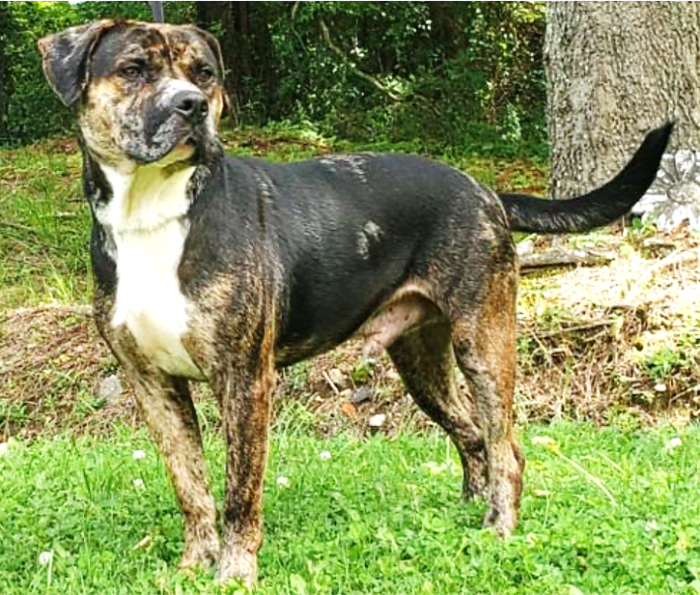 15 Most Popular Rottweiler Mix Dogs - HubPages