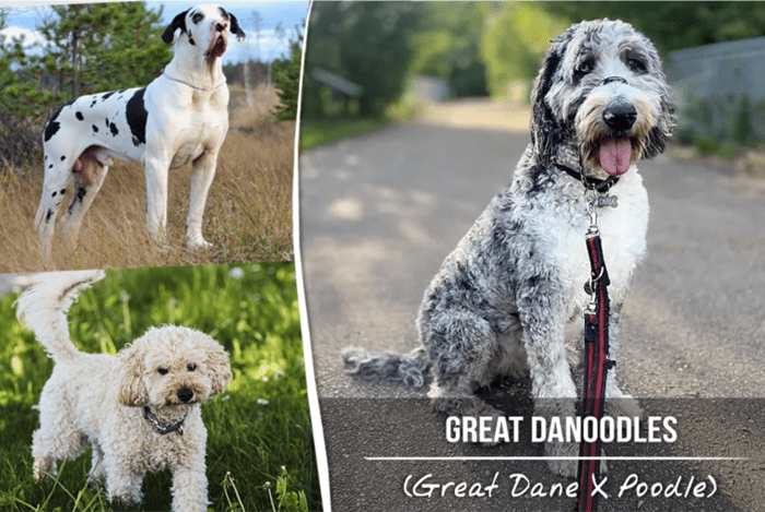 15 Most Popular Great Dane Mix Dogs - HubPages