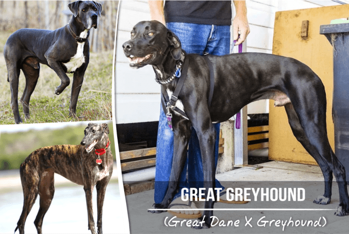 15 Most Popular Great Dane Mix Dogs - HubPages