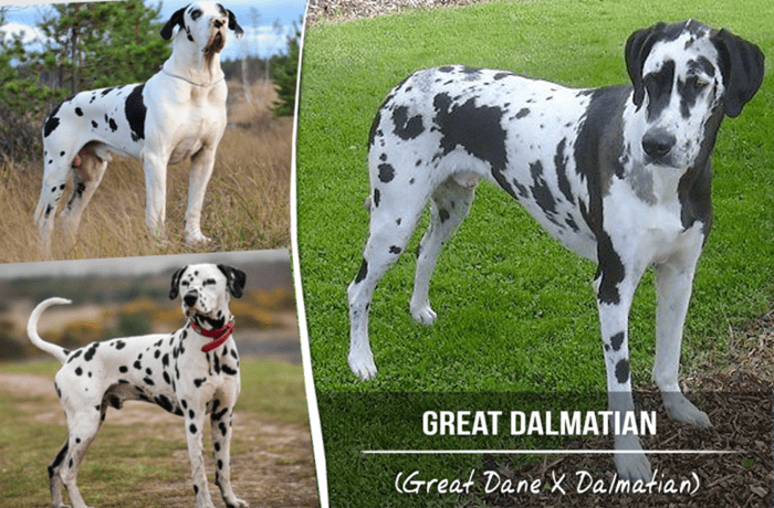 15 Most Popular Great Dane Mix Dogs - HubPages