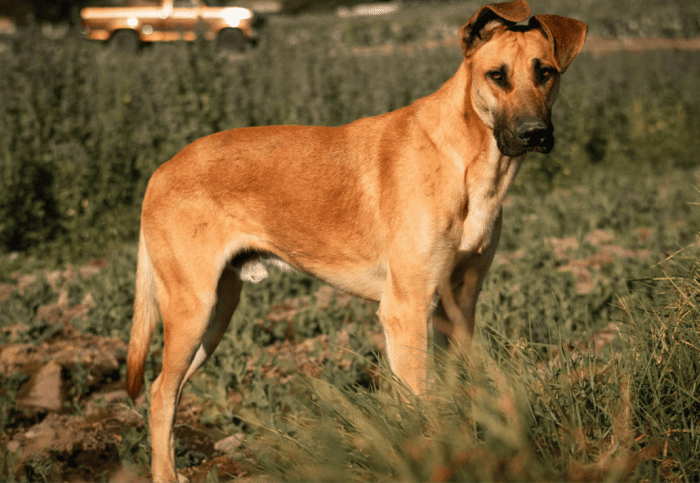 15 Most Popular Great Dane Mix Dogs - HubPages