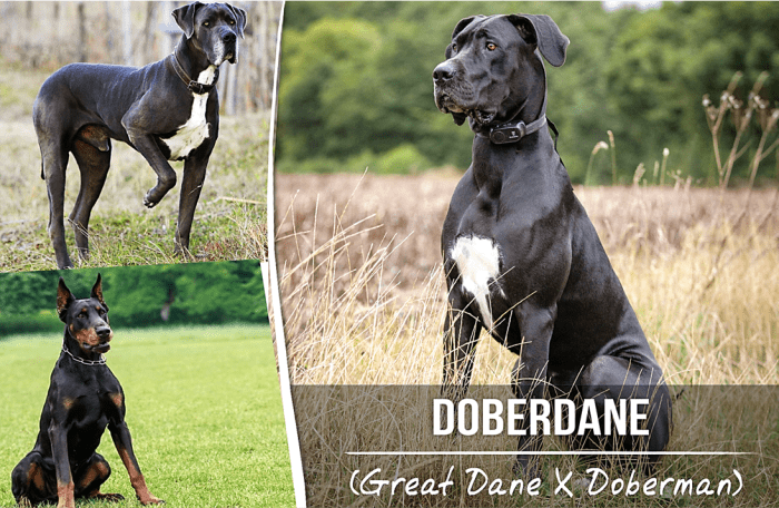 15 Most Popular Great Dane Mix Dogs - HubPages