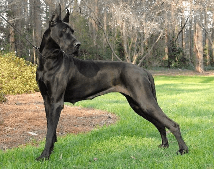 15 Most Popular Great Dane Mix Dogs - HubPages