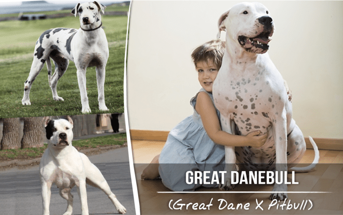 15 Most Popular Great Dane Mix Dogs - HubPages