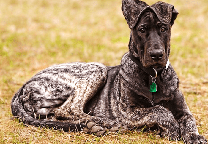 15 Most Popular Great Dane Mix Dogs - HubPages