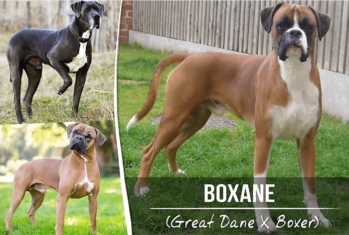 15 Most Popular Great Dane Mix Dogs - HubPages