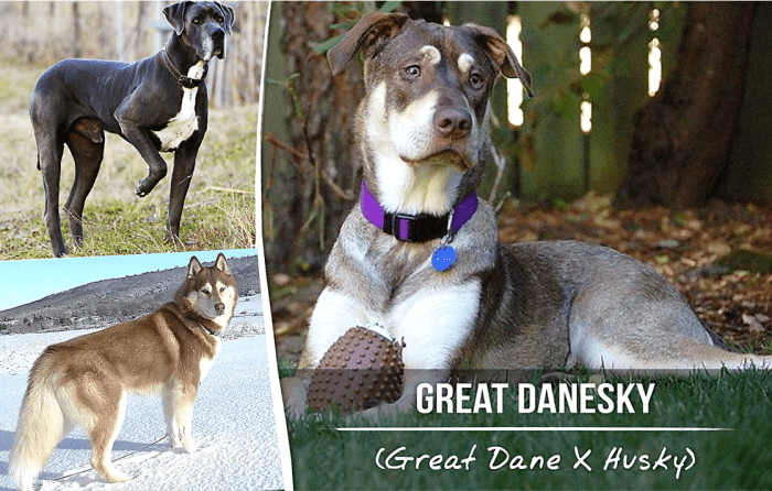 15 Most Popular Great Dane Mix Dogs - HubPages