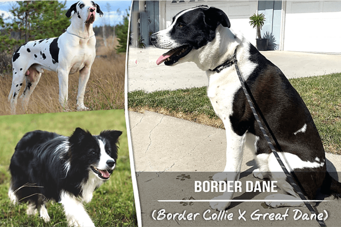 15 Most Popular Great Dane Mix Dogs - HubPages