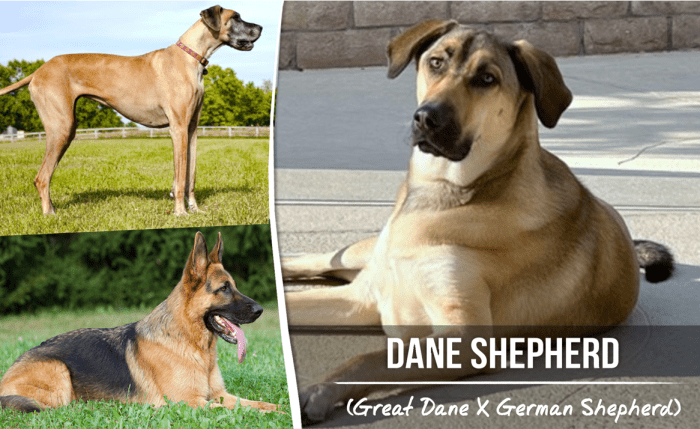15 Most Popular Great Dane Mix Dogs - HubPages