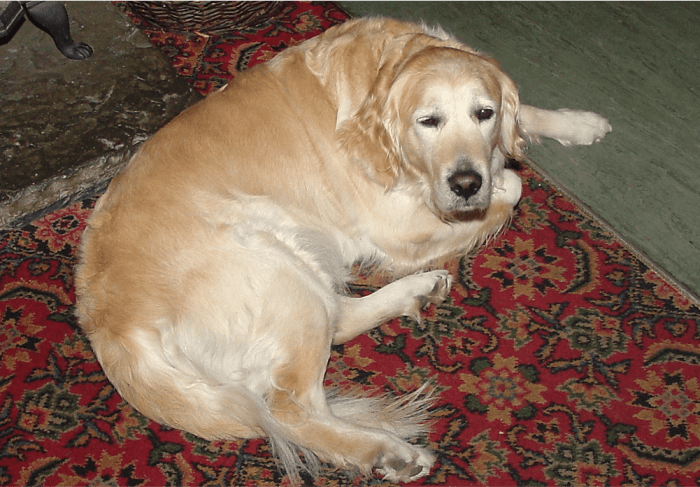 15 Most Popular Great Dane Mix Dogs - HubPages