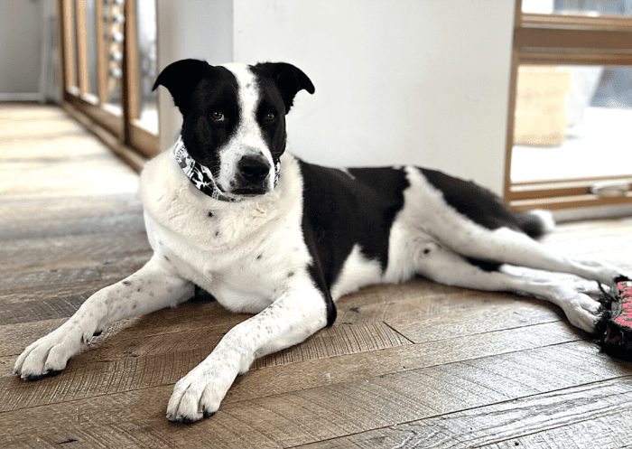 15 Most Popular Great Dane Mix Dogs - HubPages