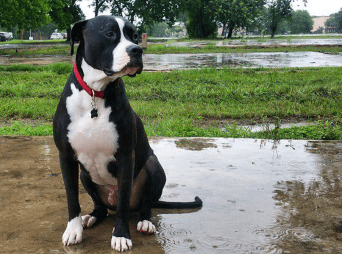 15 Most Popular Great Dane Mix Dogs - HubPages