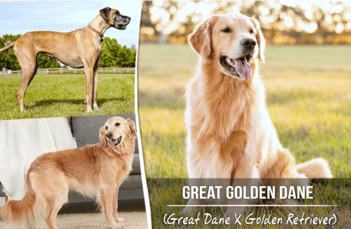 15 Most Popular Great Dane Mix Dogs - HubPages