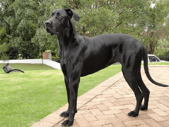 15 Most Popular Great Dane Mix Dogs - HubPages