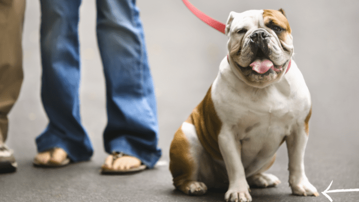 Why Do My Dog’s Feet Turn Outward? - HubPages