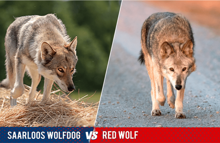 15 Dogs That Look Like Wolves - HubPages