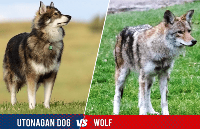 15 Dogs That Look Like Wolves - HubPages
