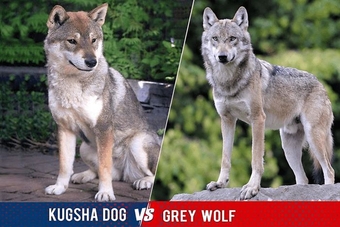15 Dogs That Look Like Wolves - HubPages