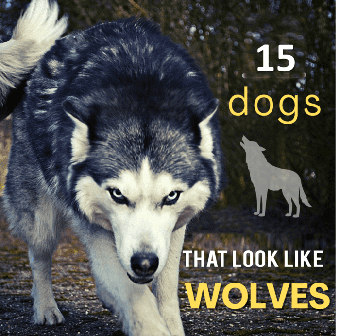15 Dogs That Look Like Wolves - HubPages