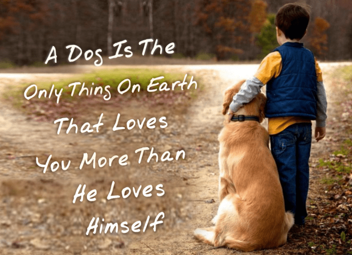 National Dog Day: 50+ Best Dog Day Quotes Instagram Captions And FAQs ...