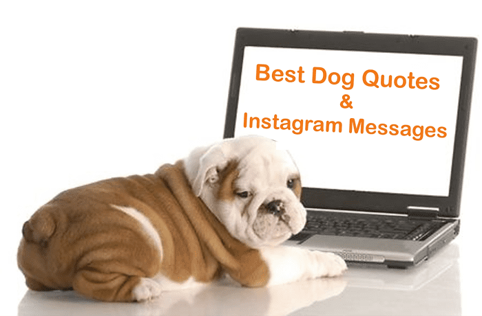 National Dog Day: 50+ Best Dog Day Quotes Instagram Captions And FAQs ...